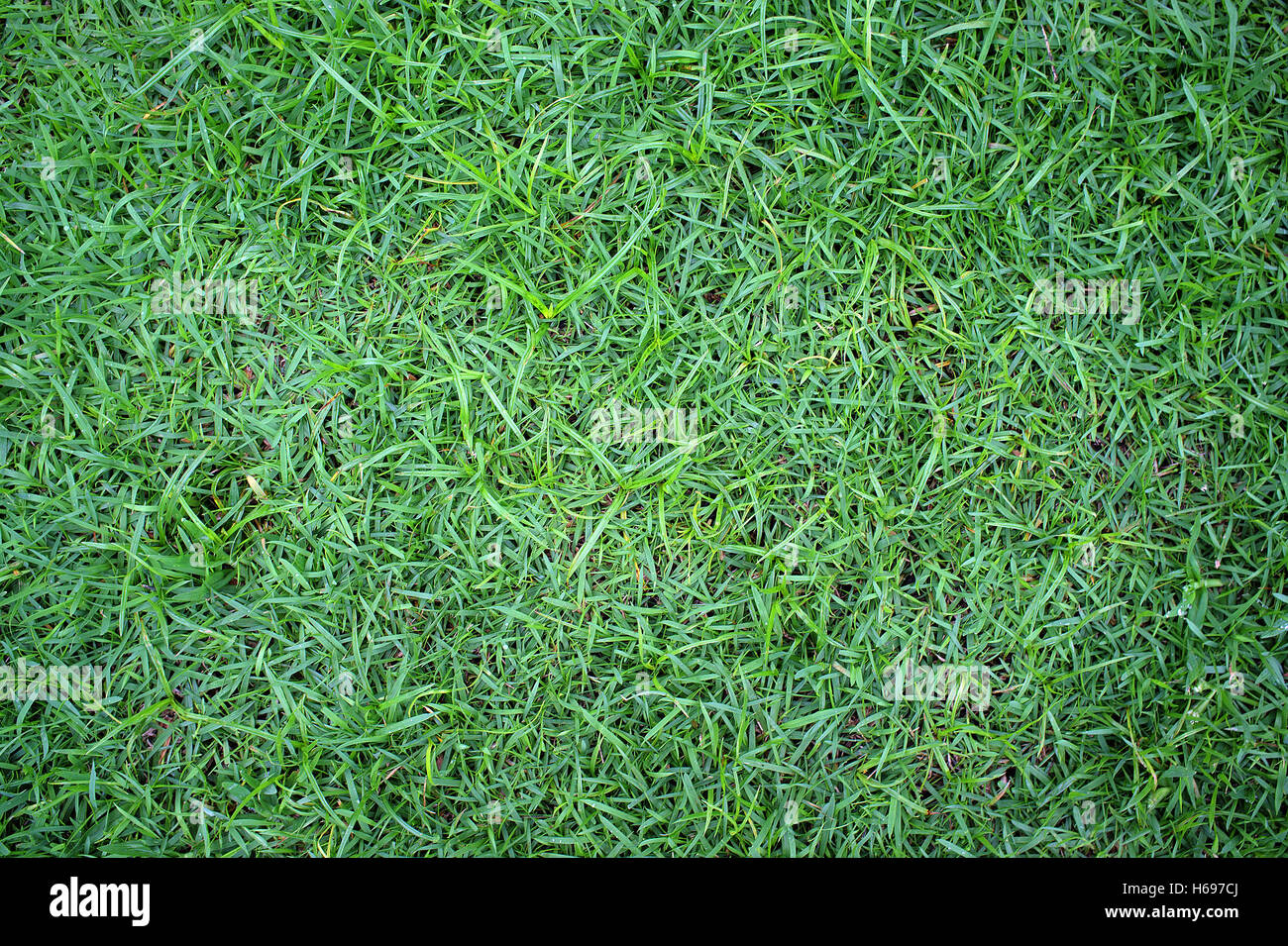 Close up of fresh grass , Background , Texture Stock Photo - Alamy