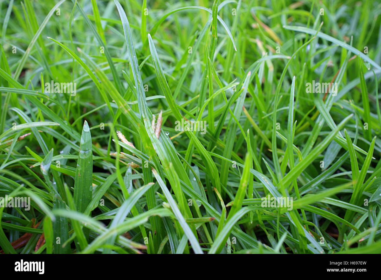 Close up of fresh grass ,Nature ,Background Stock Photo - Alamy