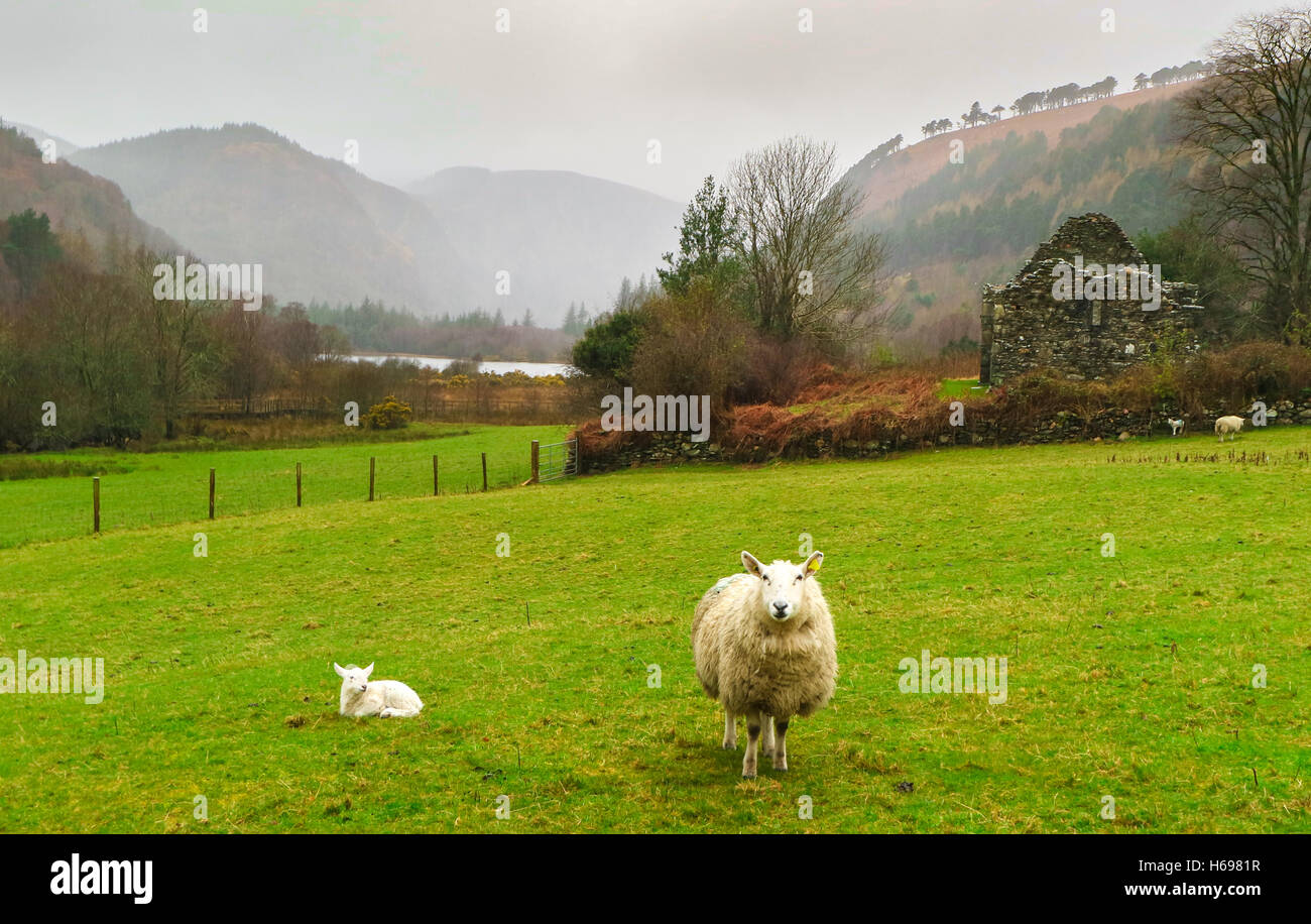 Irish sheep in wicklow hi-res stock photography and images - Alamy