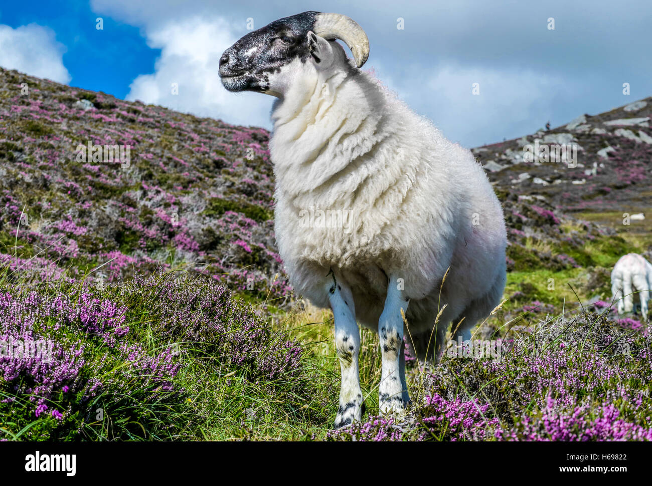Male sheep hi-res stock photography and images - Alamy