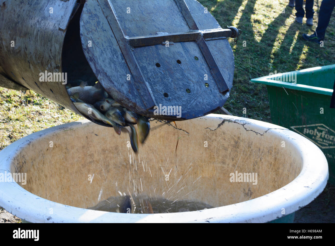Geras: carp falling out of a catch box, Waldviertel, Niederösterreich ...