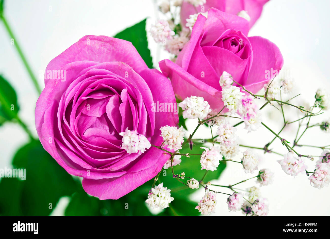 blooming pink roses bouquet Stock Photo - Alamy