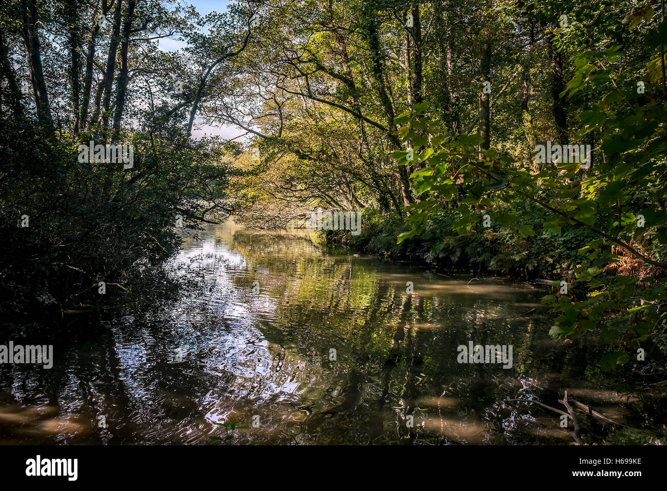 Tehidy Woods High Resolution Stock Photography and Images - Alamy