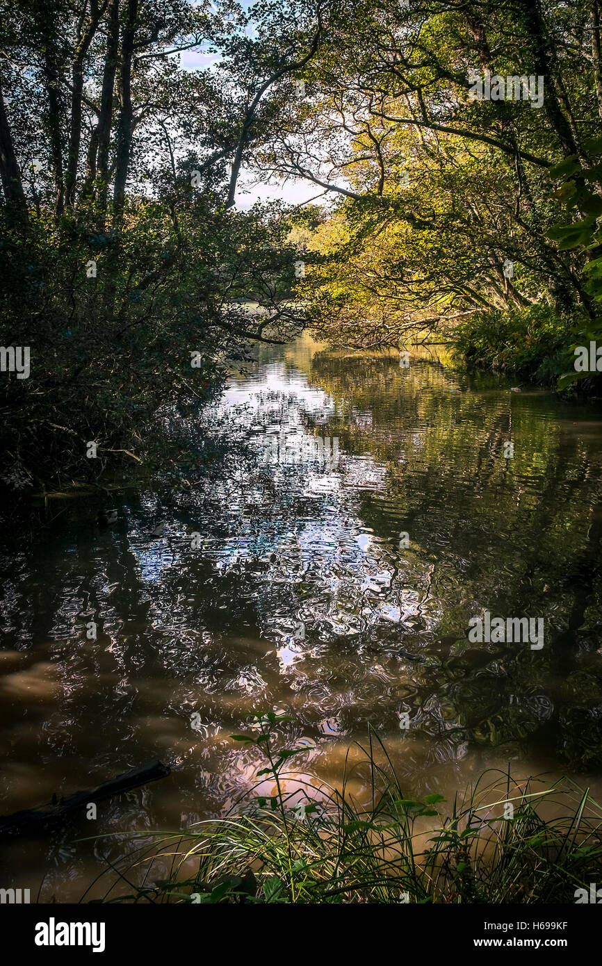 Tehidy Woods Lake High Resolution Stock Photography and Images - Alamy