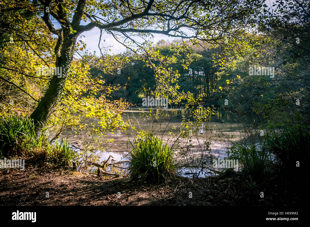 A lake in Tehidy Woods in Cornwall Stock Photo - Alamy