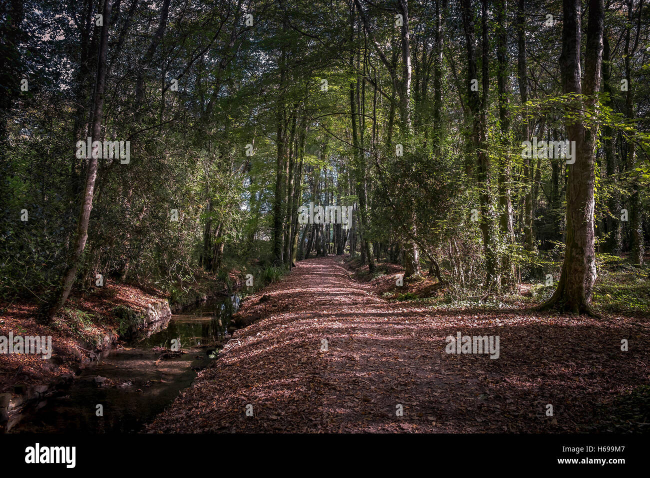 Tehidy woods dappled light hi-res stock photography and images - Alamy