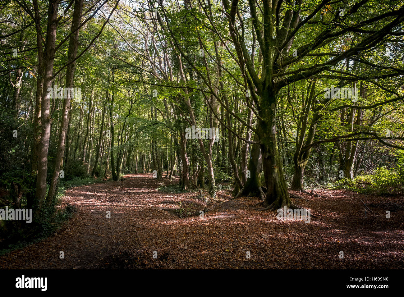 Tehidy Woods in Cornwall Stock Photo - Alamy
