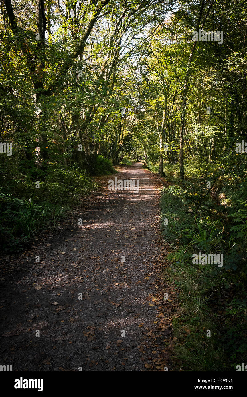 Tehidy Woods in Cornwall Stock Photo - Alamy