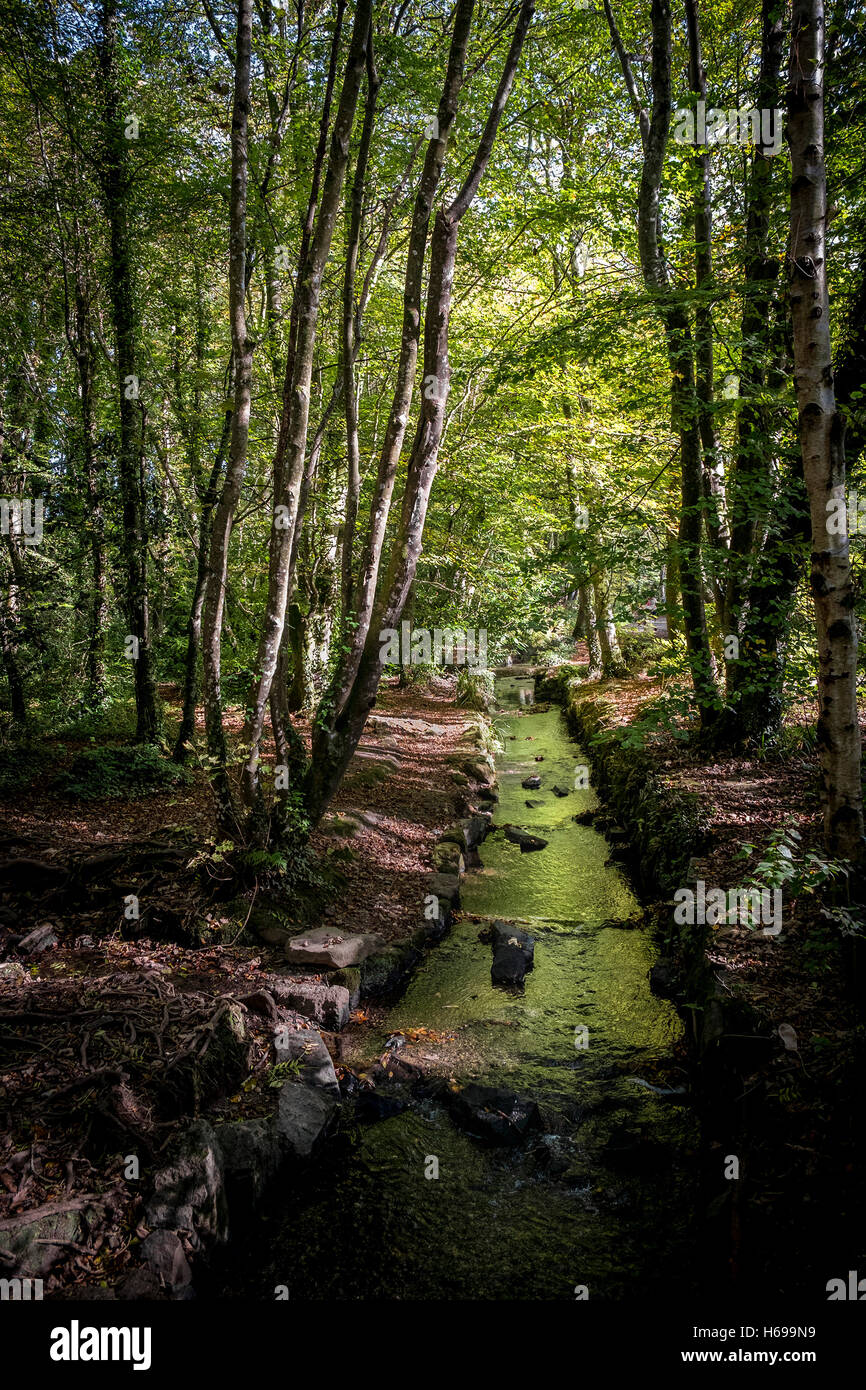 Small stream through woods hi-res stock photography and images - Alamy