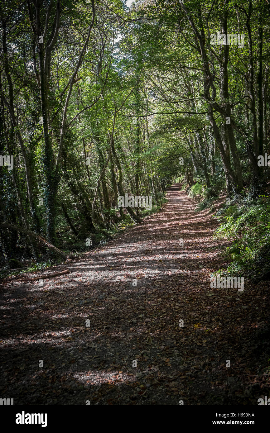 Tehidy Woods in Cornwall Stock Photo - Alamy