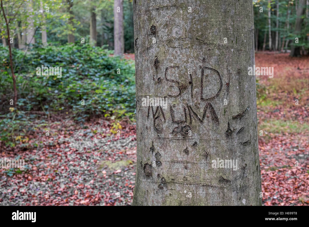 Names And Initials Carved Into The Bark Of A Beech Trees In Thorndon Park Woodland In Essex