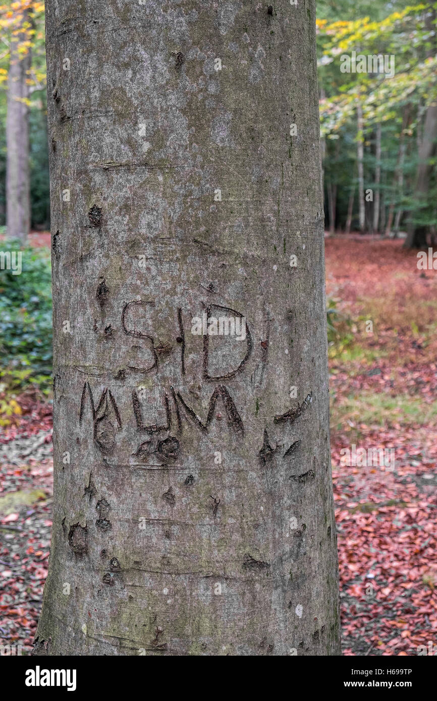 Names And Initials Carved Into The Bark Of A Beech Trees In Thorndon Park Woodland In Essex