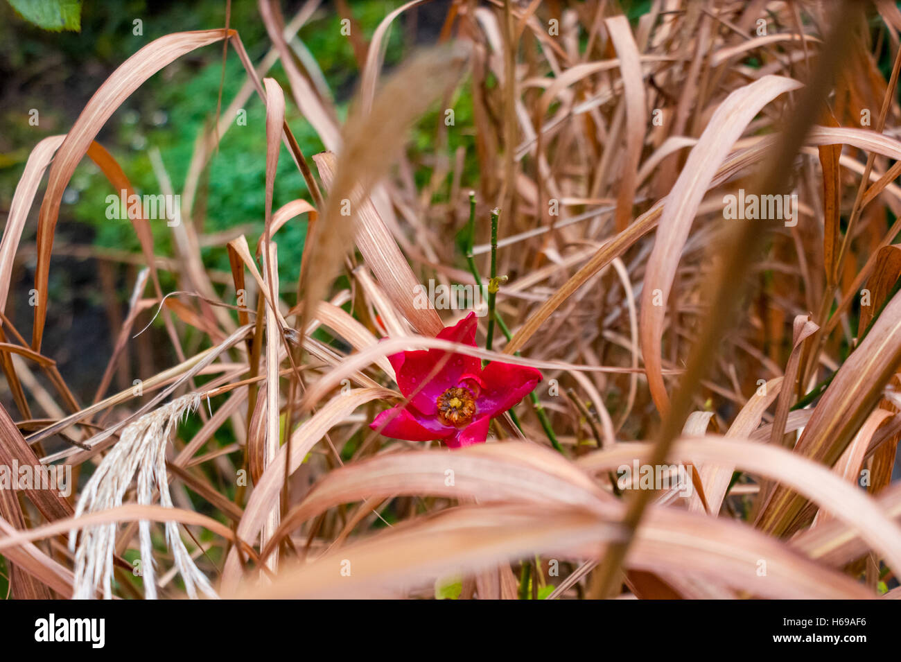 Red flower among autumn leaves Stock Photo - Alamy