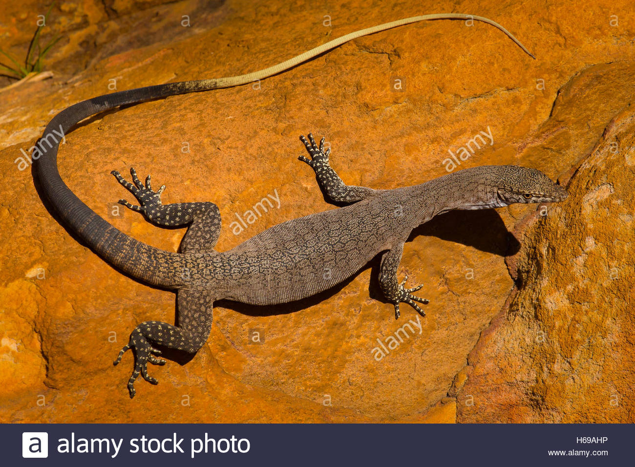 A Mertens's water monitor (Varanus mertensi), known to be threatened by ...