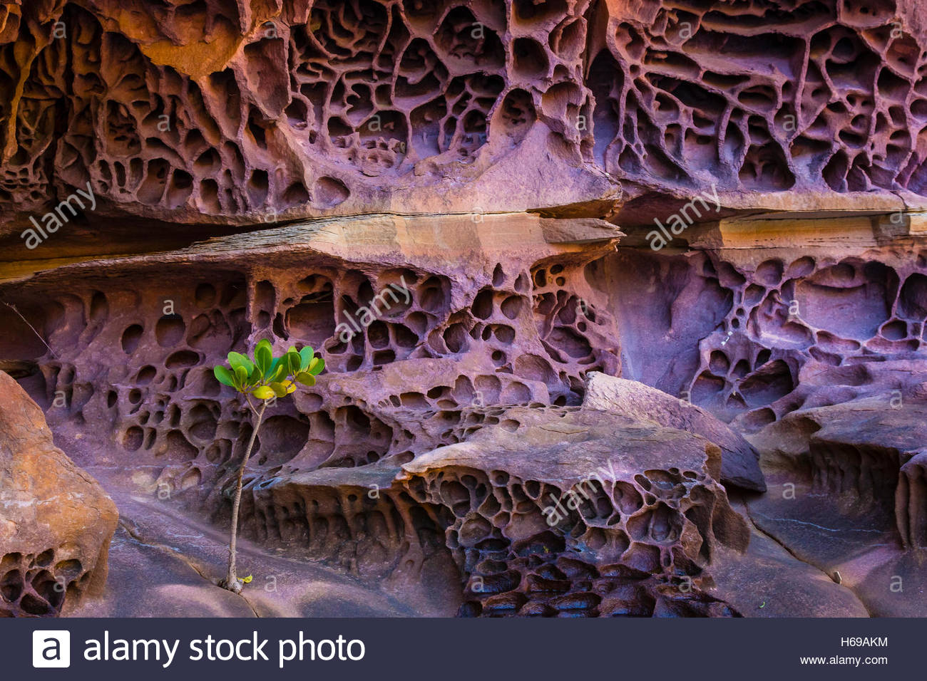 Honeycomb weathering hi-res stock photography and images - Alamy