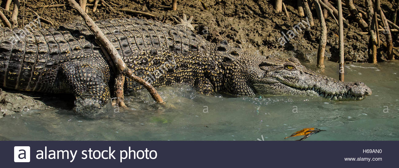 A panoramic photograph of a Salt Water Crocodile (Crocodylus porosus ...