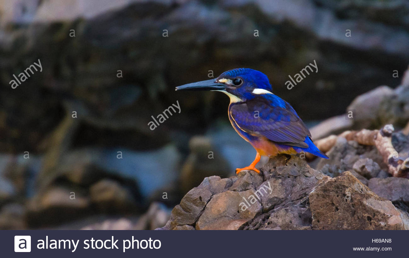 An Azure Kingfisher (Alcedo azurea) perched on rocks near Cyclone Creek ...