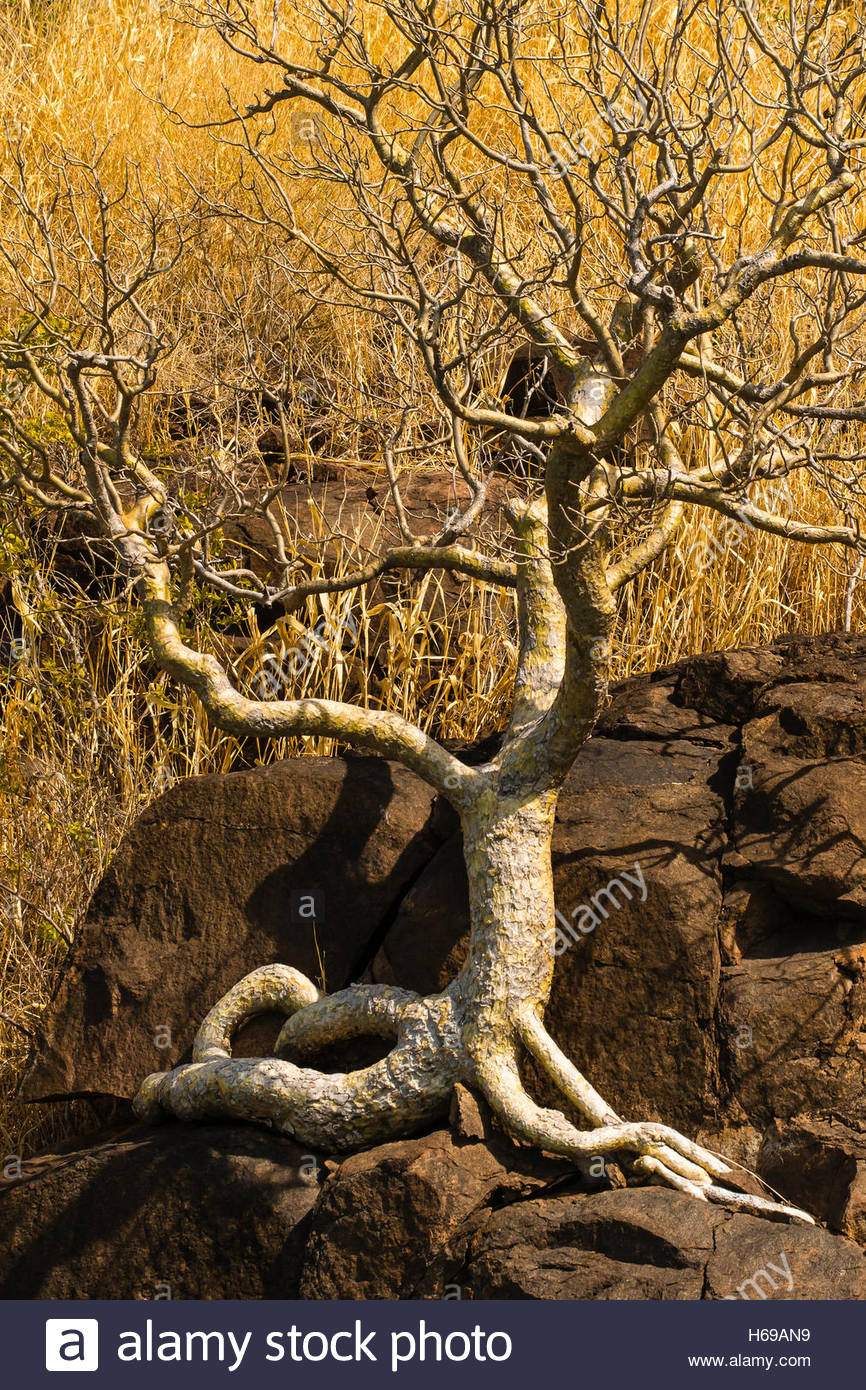 A Boab Tree (Andansonia gregorii) near Porosus Creek in the Kimberley ...