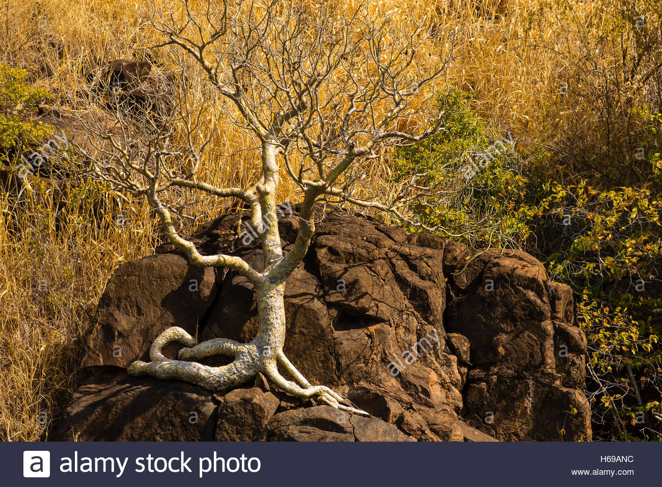 A Boab Tree (Andansonia gregorii) near Porosus Creek in the Kimberley ...