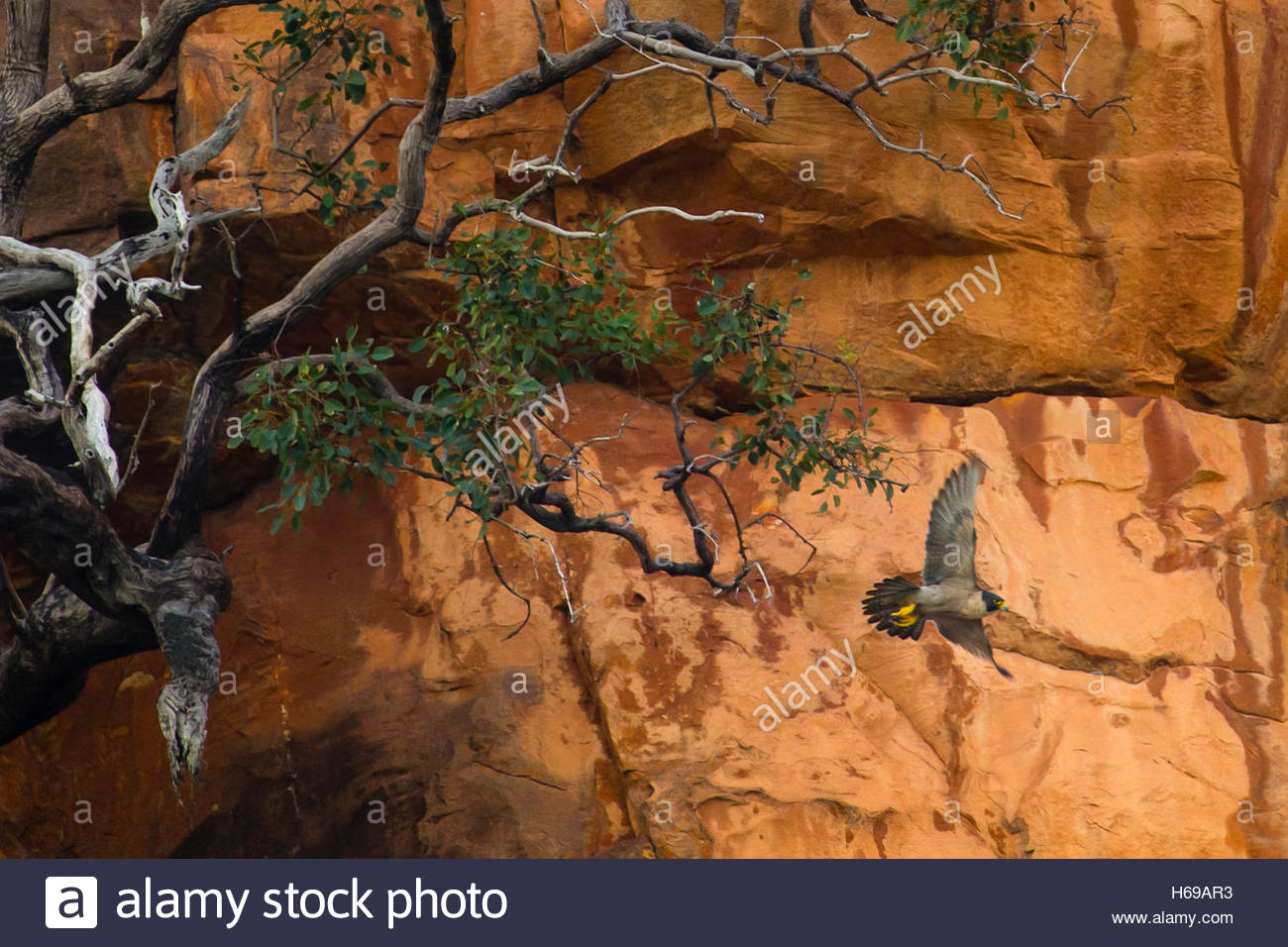 A Peregrine Falcon Falco peregrinus, known as the world's fastest bird ...