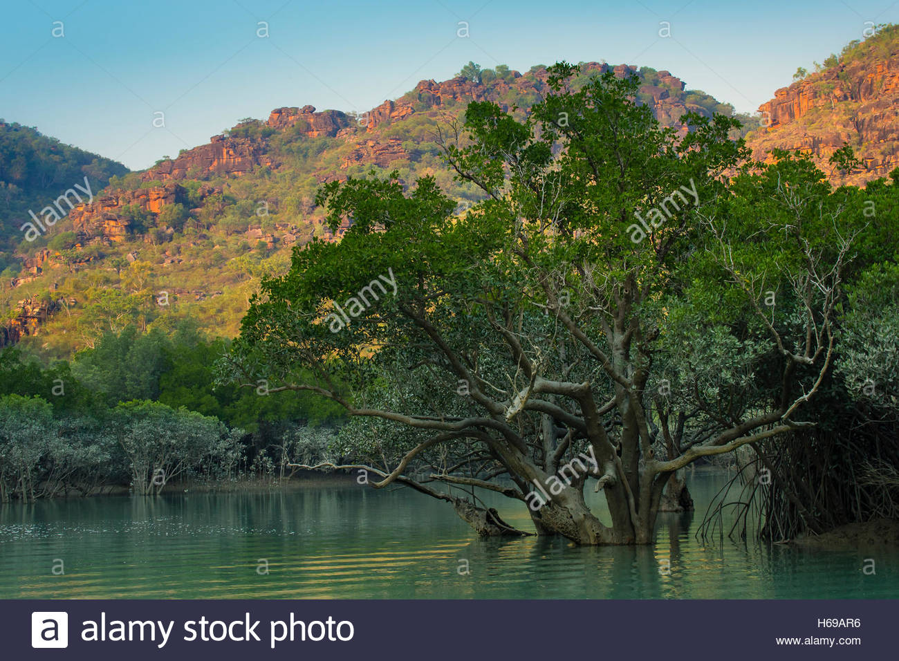 Reflections on water under a Tea Mangrove (Pelliciera rhizophorae) near ...