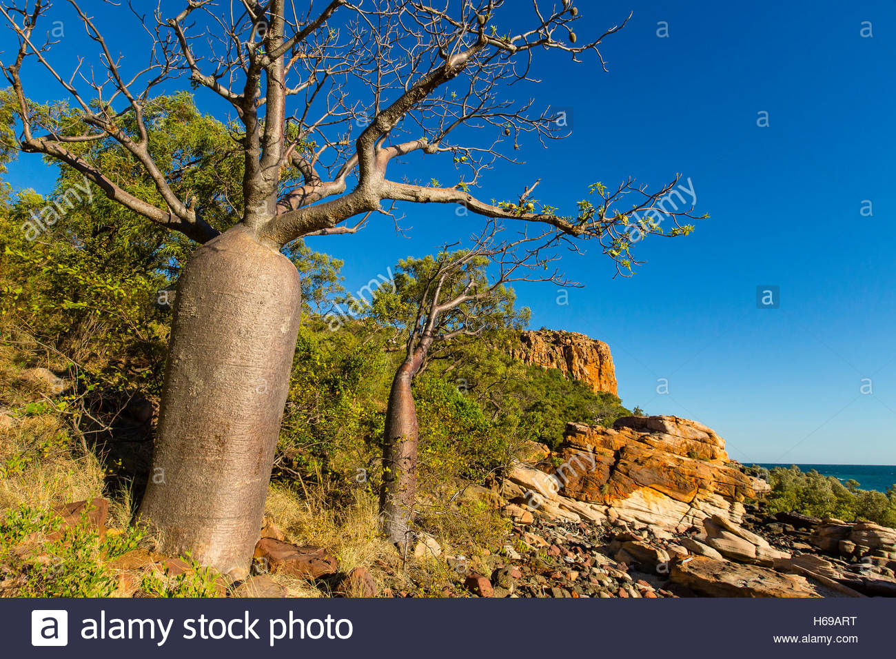 An Australian Boab Tree (Adansonia gregorii) near Raft Point in the ...