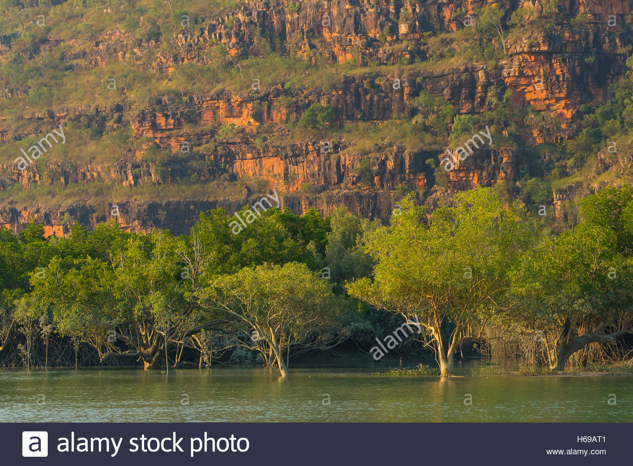 Reflections on water under a Tea Mangrove (Pelliciera rhizophorae) near ...