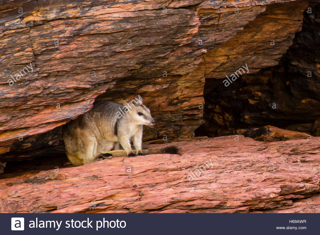 A Short-eared Rock Wallaby (Petrogale brachyotis) sits on rocks near ...