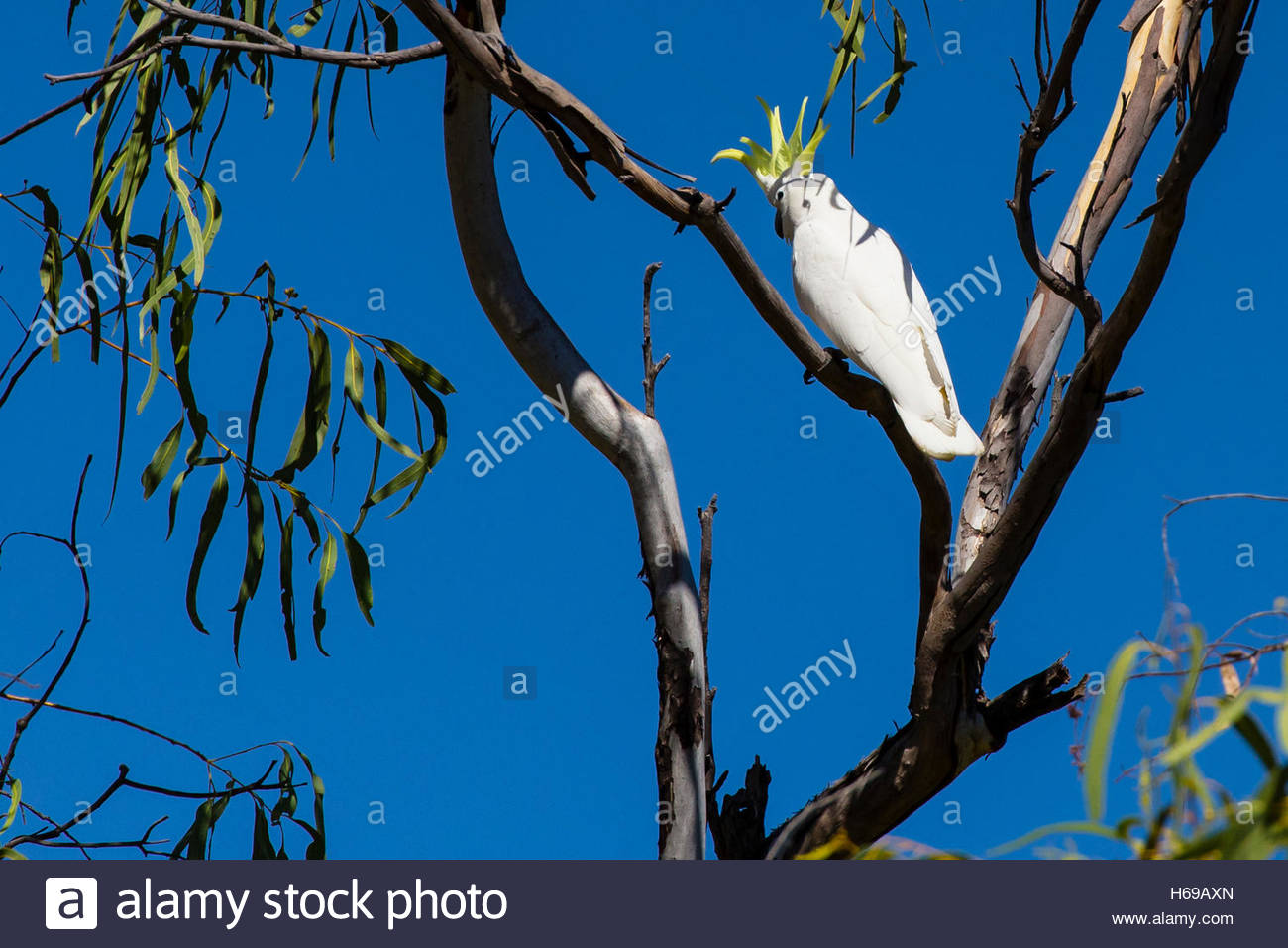 A Sulpher-crested Cockatoo (Cacatua galerita) perched on a branch near ...