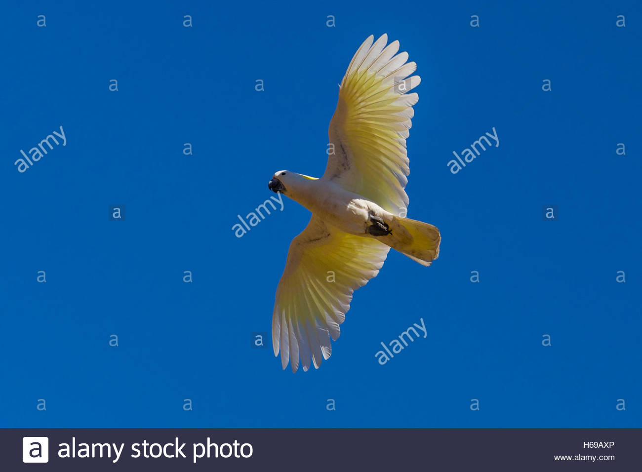 A Sulpher-crested Cockatoo (Cacatua galerita) in flight near Ord River ...