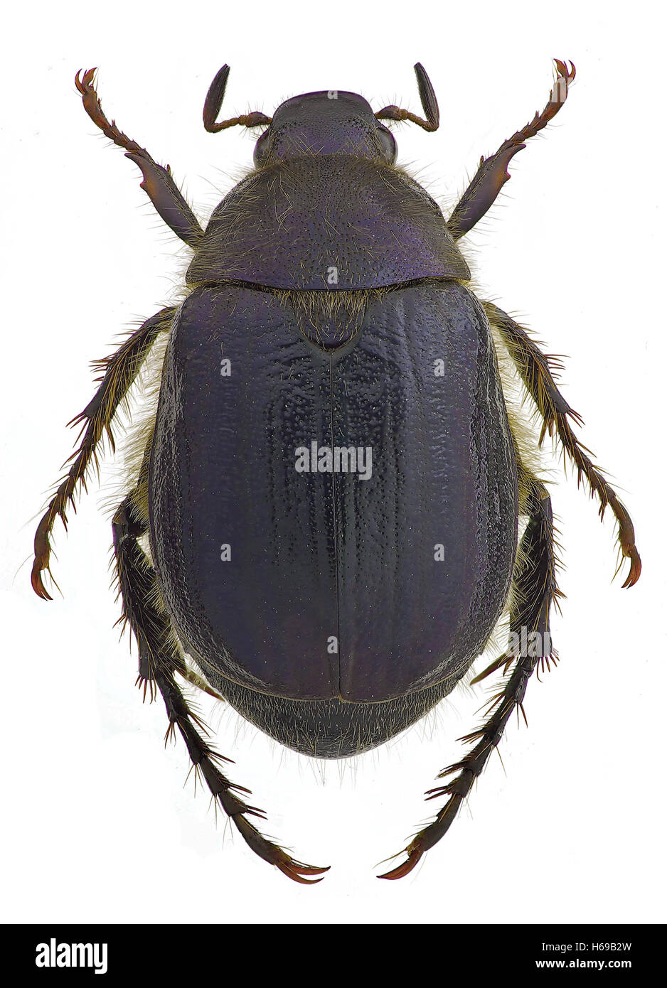 Blue scarab beetle hi-res stock photography and images - Alamy