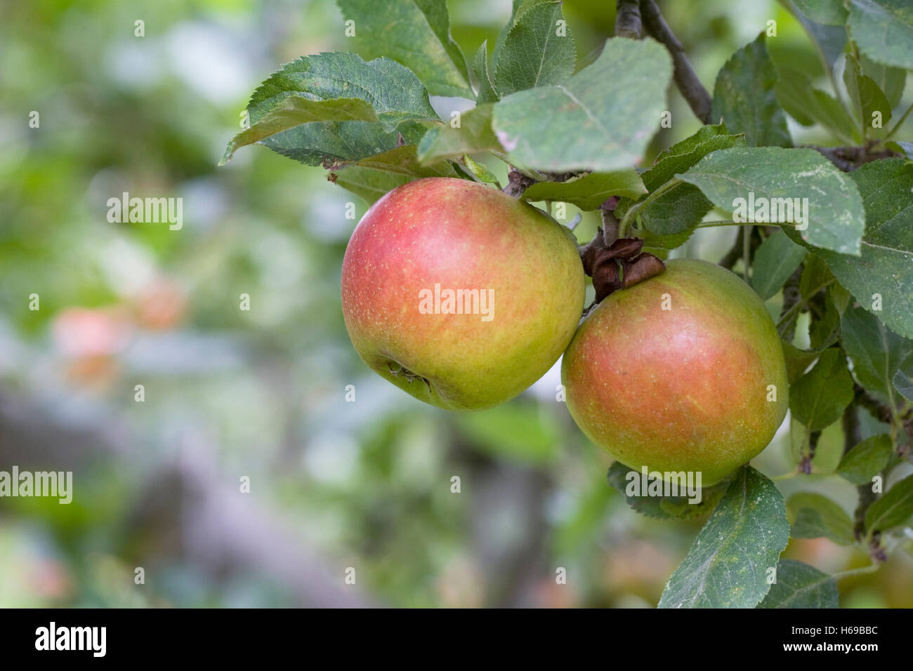 Malus domestica. Apple 'Barnack Beauty' growing in an English Orchard ...