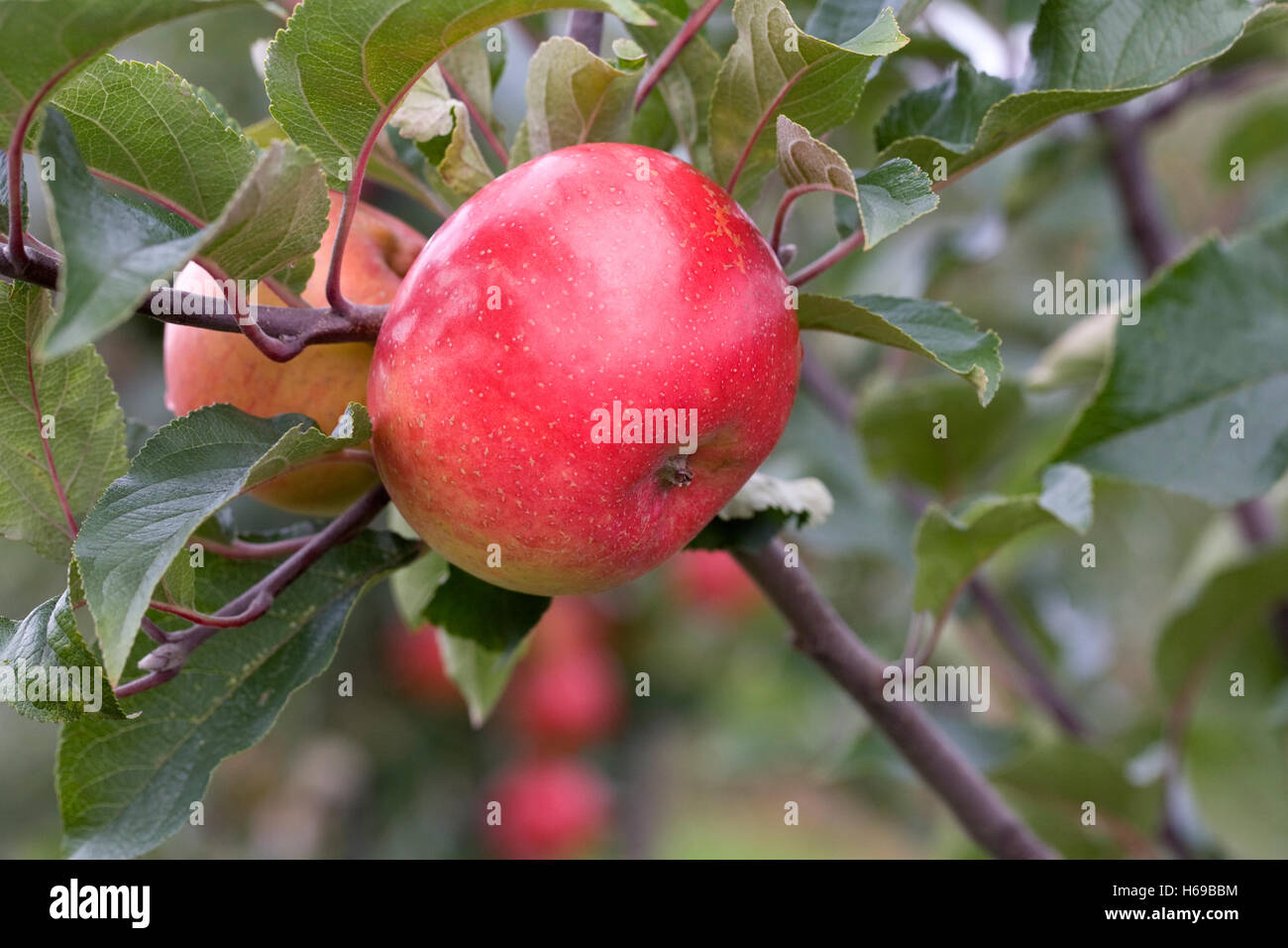 Standish hi-res stock photography and images - Alamy