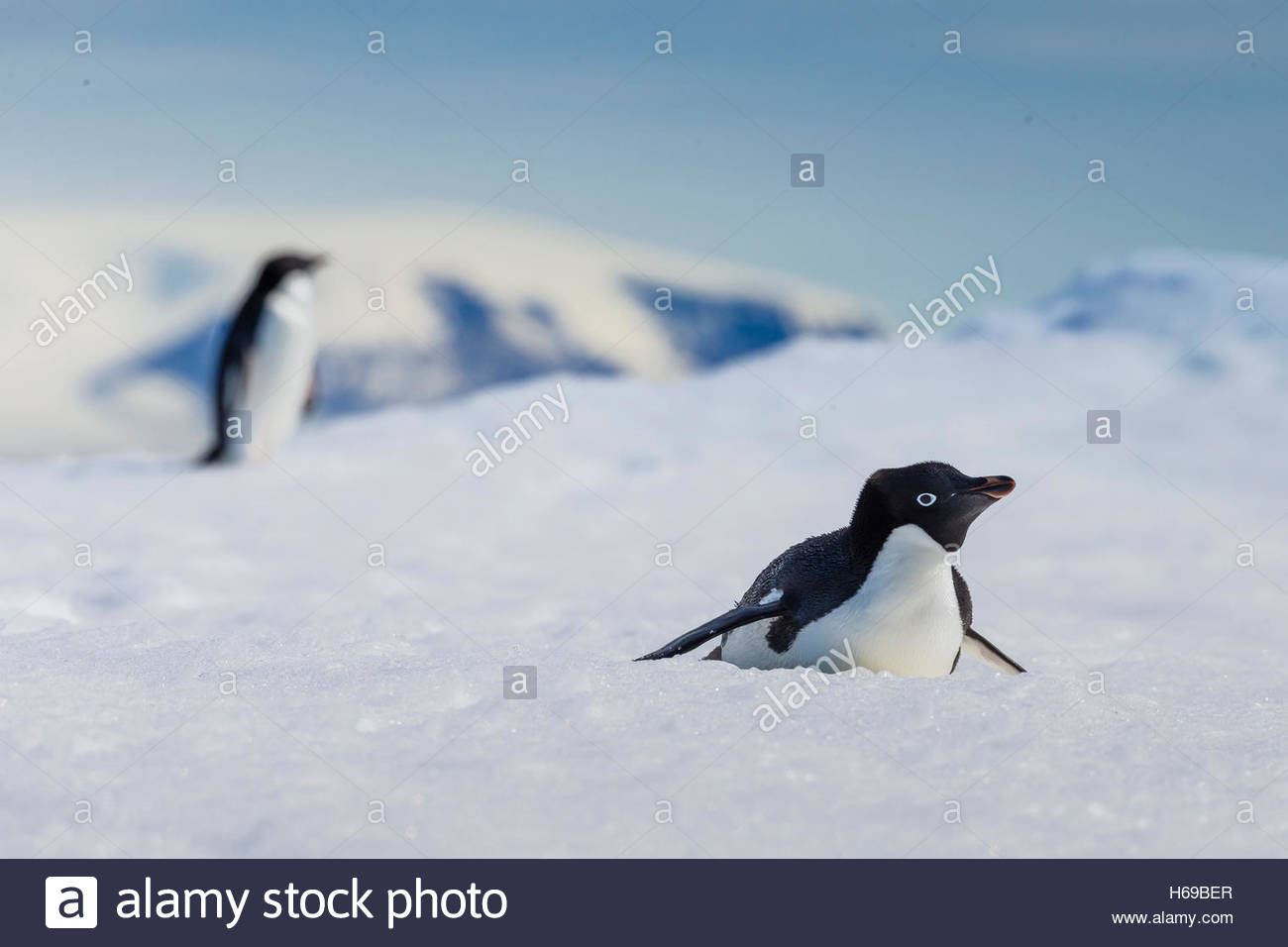 Penguins slide hi-res stock photography and images - Alamy