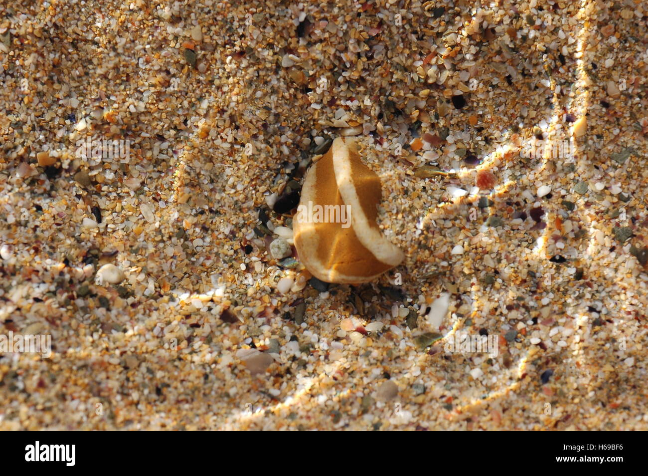 pebble on sand in a shallow pool of clear water with reflected sunlight ...