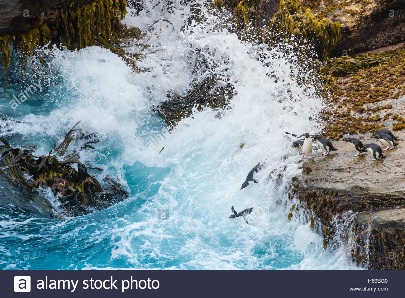 Rockhopper Penguins braving the Surf Zone in the Falkland Islands Stock ...