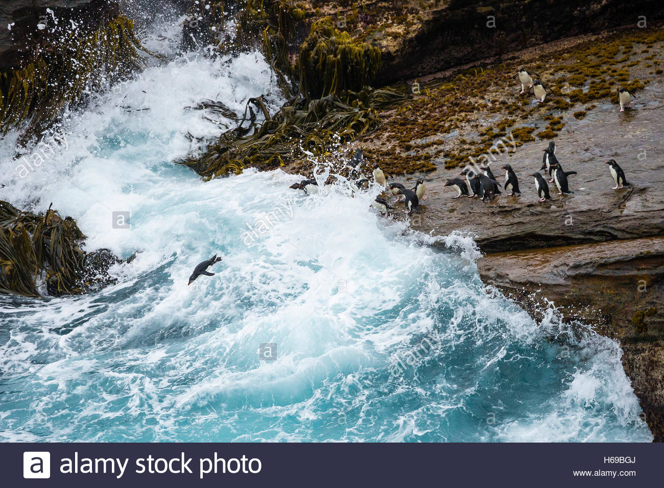 Rockhopper penguins jumping hi-res stock photography and images - Alamy