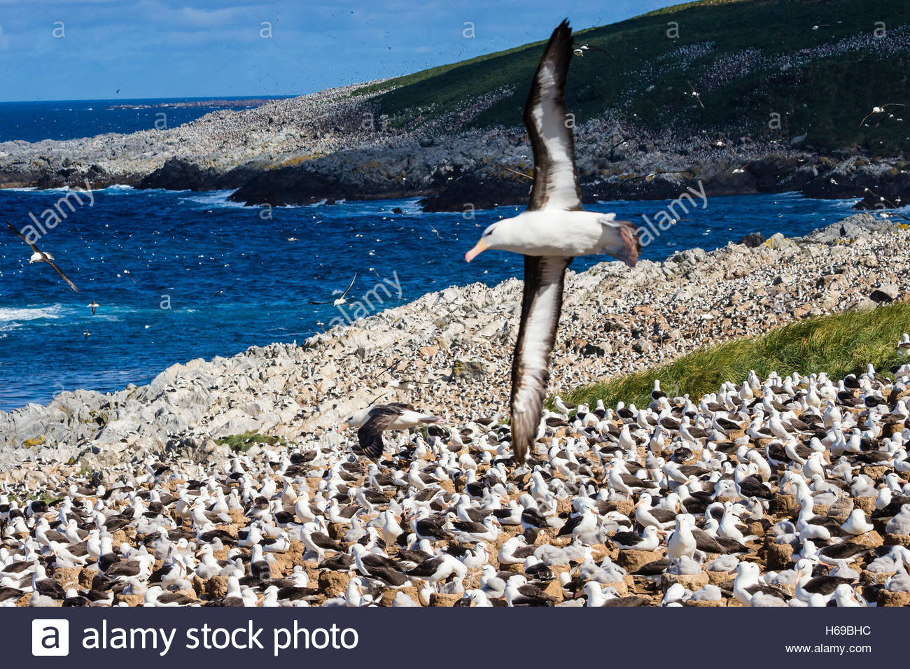 World's largest colony of Black-browed Albatross on Steeple Jason ...