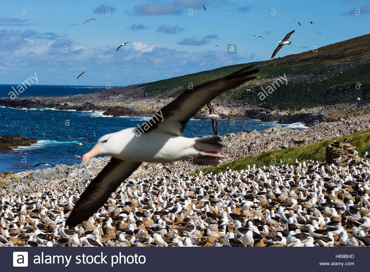 World's largest colony of Black-browed Albatross on Steeple Jason ...