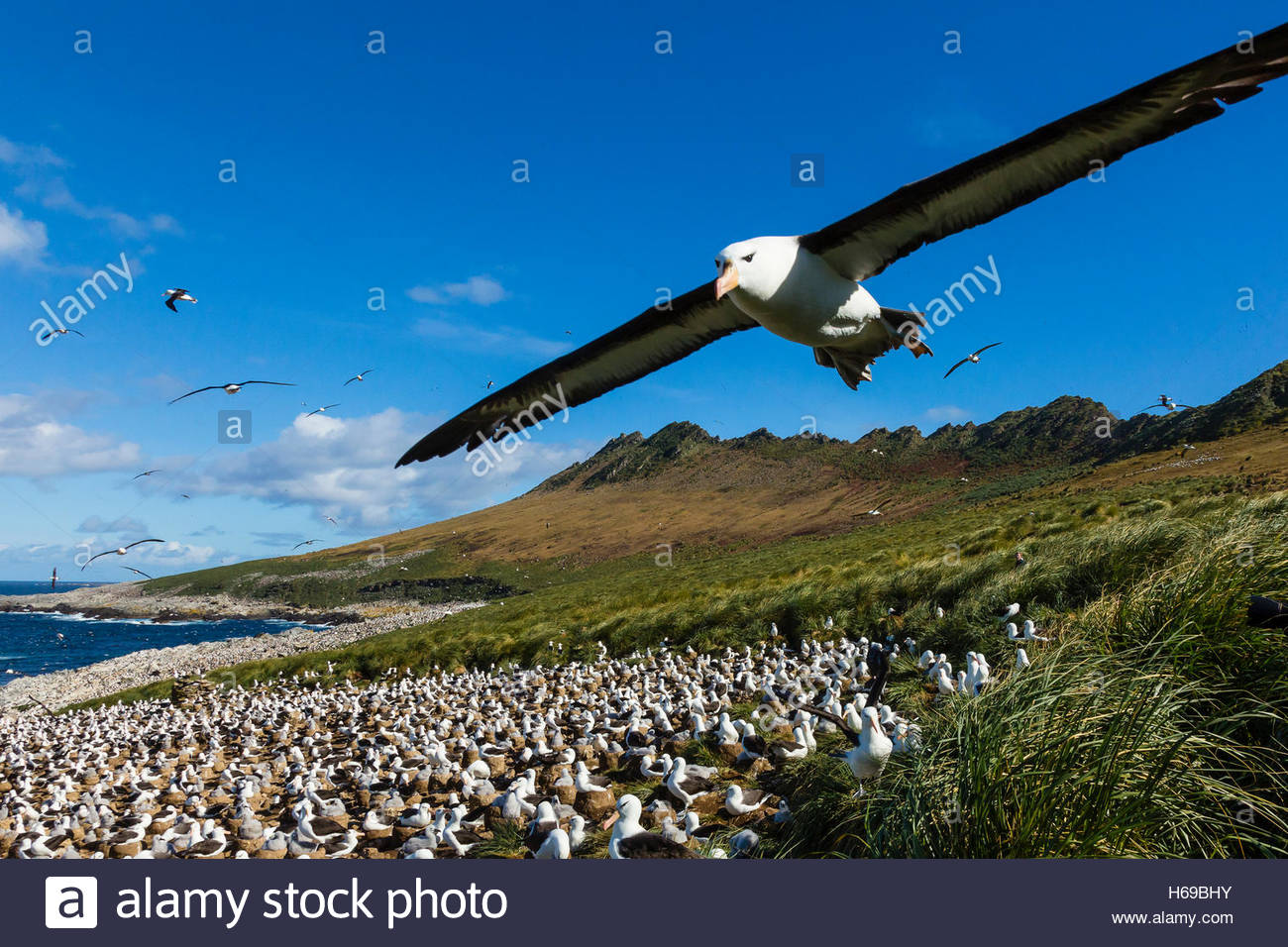 A close up of a Black-browed Albatross in flight on Steeple Jason ...