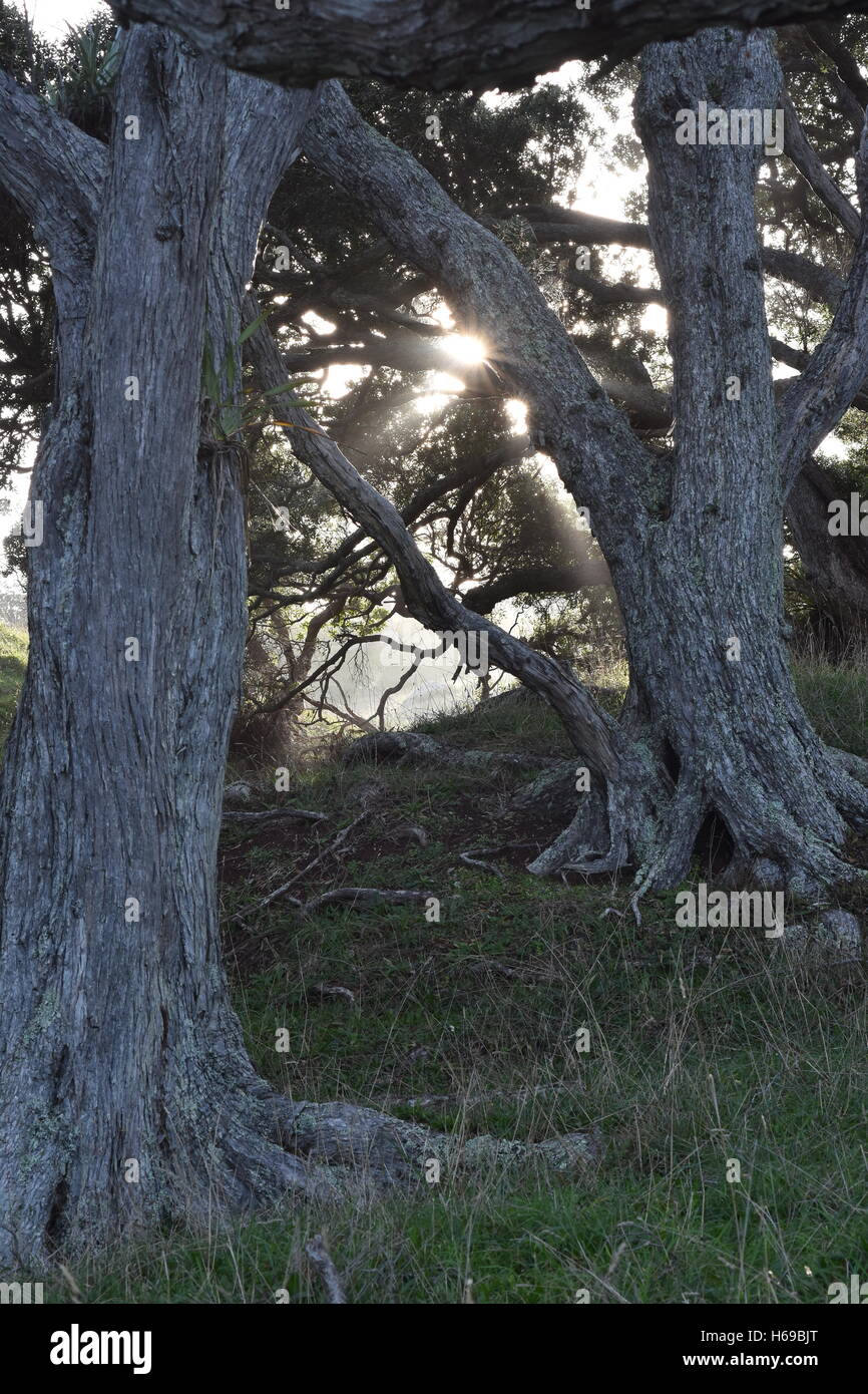 Lanscape with ancient trees in back light creating dark shadows Stock ...