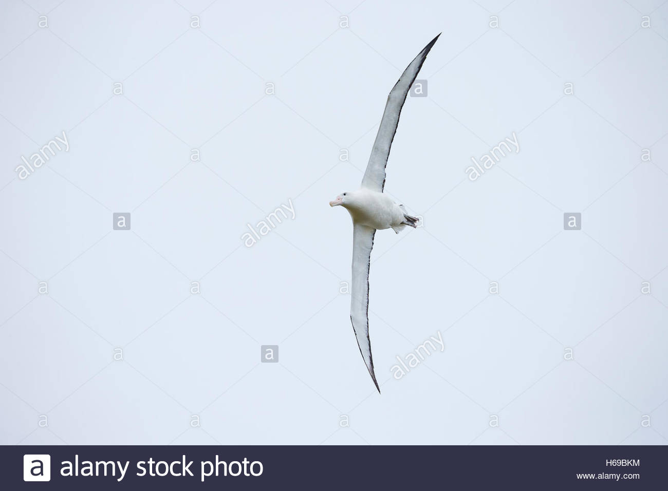A Wandering Albatross in flight near Prion Island in South Georgia ...