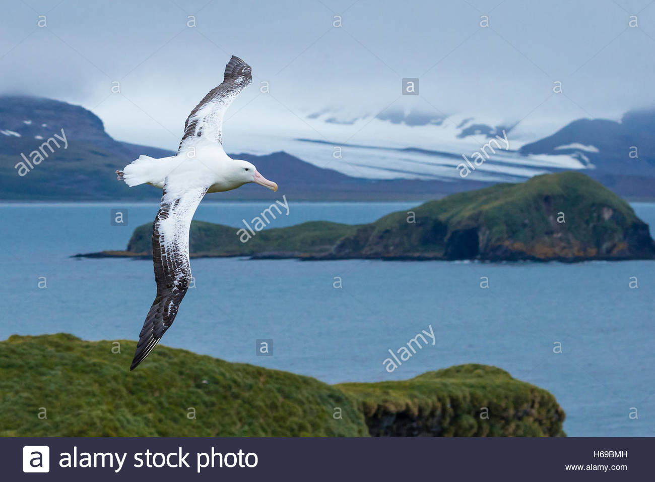 A Wandering Albatross in flight near Prion Island in South Georgia ...