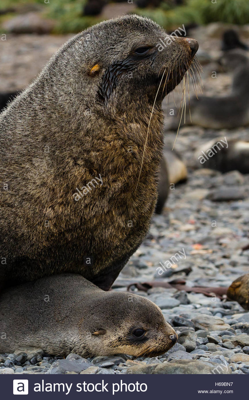 Antarctic Fur Seals exhibiting mating behavior on Prion Island in South ...