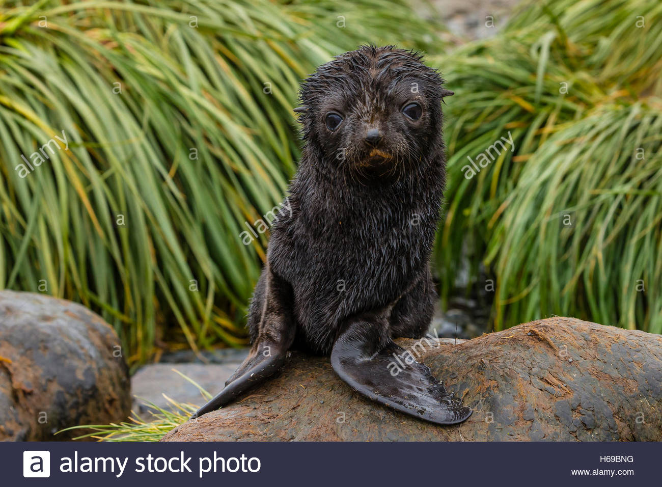 An Antarctic Fur Seal pup on Prion Island in South Georgia, Antarctica ...