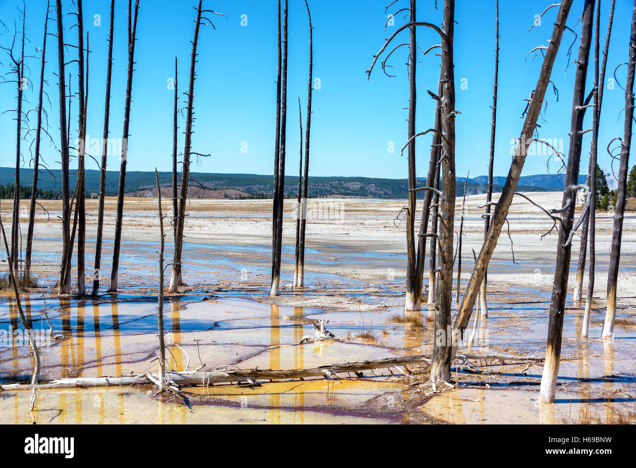 Dead trees in shallow hi-res stock photography and images - Alamy