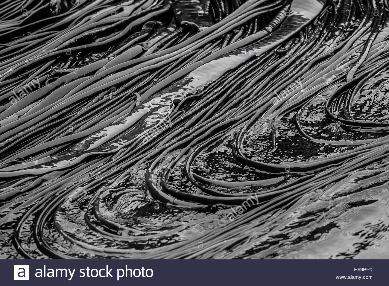 A Black and White image of Bull Kelp patterns near Elsehul Bay in South ...