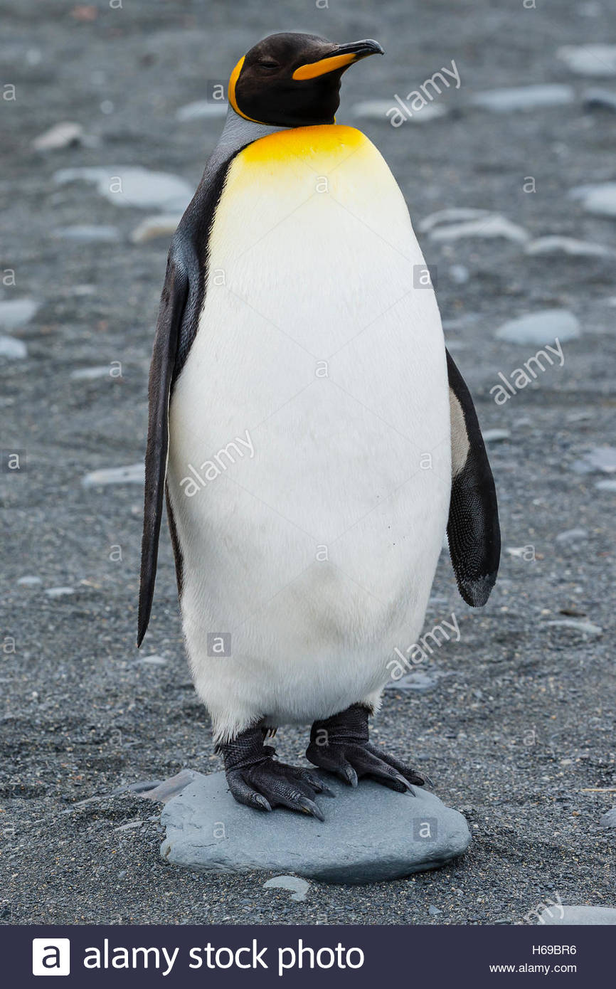 Penguin standing tall hi-res stock photography and images - Alamy