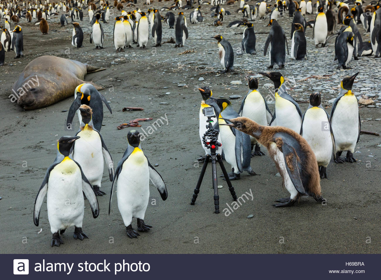 Antarctica penguins people camera hi-res stock photography and images ...