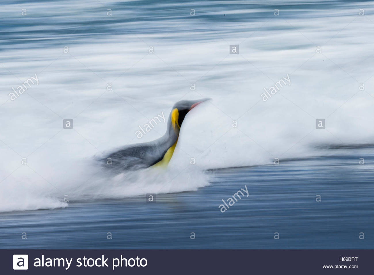 A King Penguin riding a wave near Gold Harbor in South Georgia ...